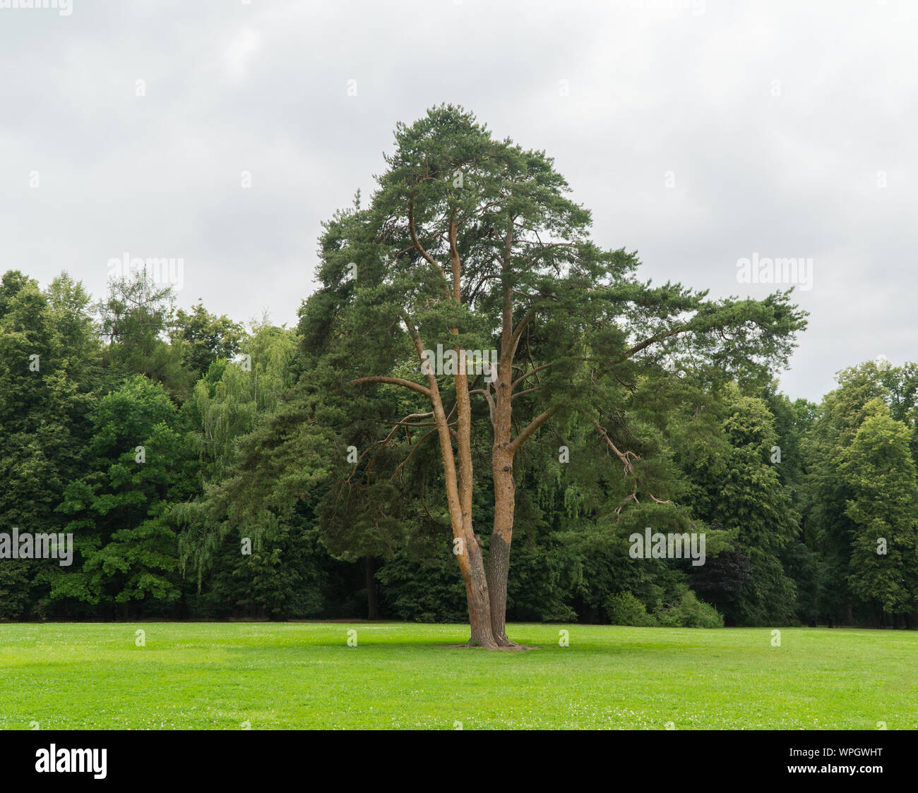 a large old tree in a field against a forest background Stock Photo - Alamy
