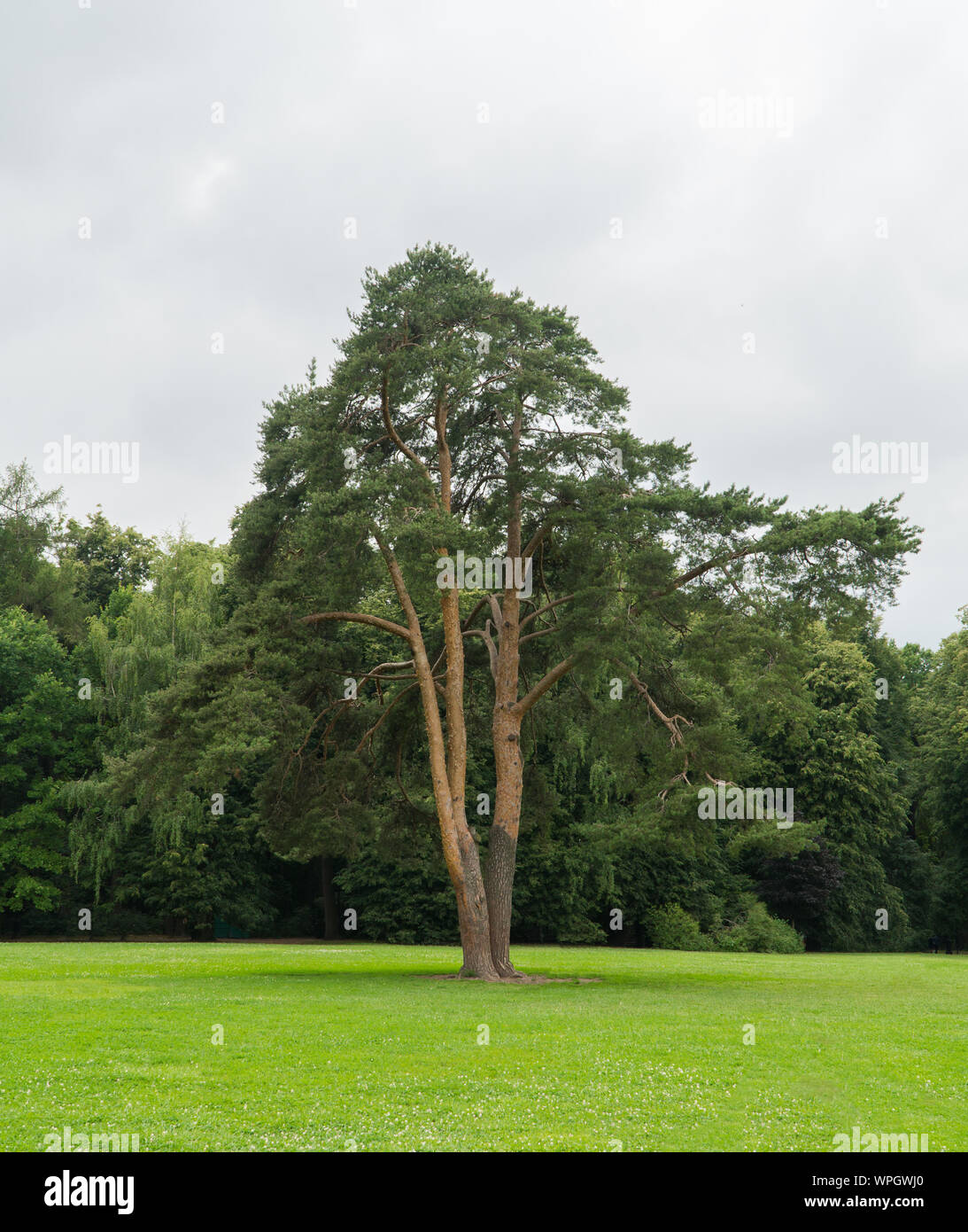 Big grass field hi-res stock photography and images - Alamy