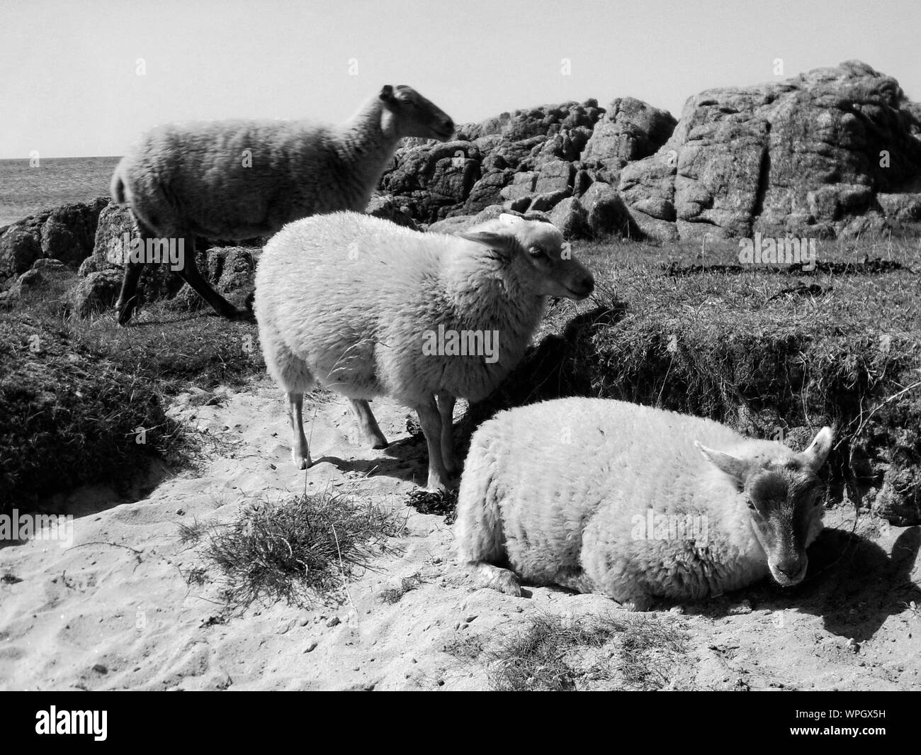 Beauty sheep Black and White Stock Photos & Images - Alamy