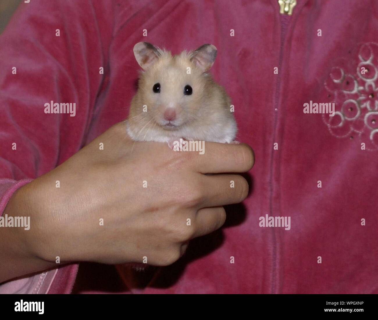Person holding hamster hi-res stock photography and images - Alamy