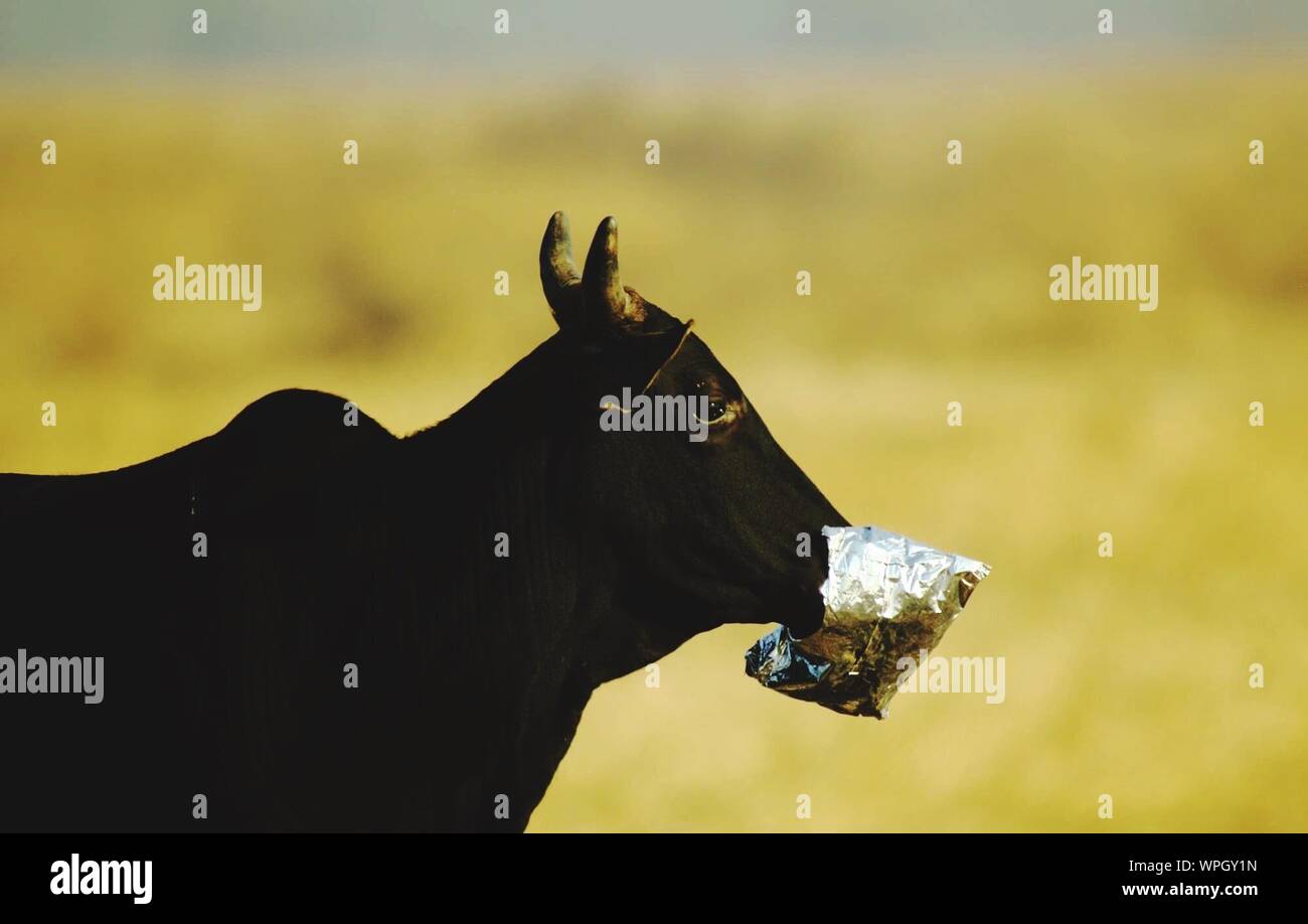 Side View Of Cow Eating From Foil Package On Field Stock Photo - Alamy
