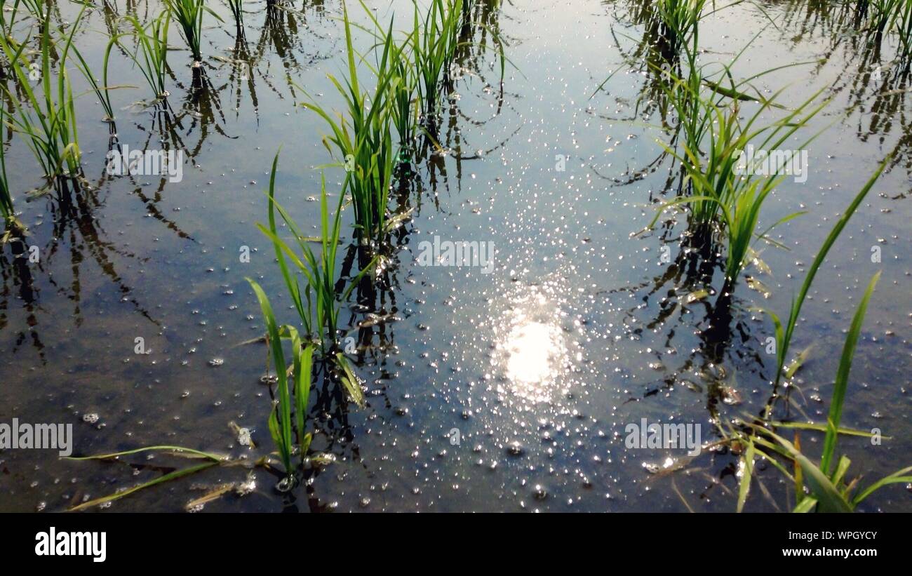 Wet rice field hi-res stock photography and images - Alamy