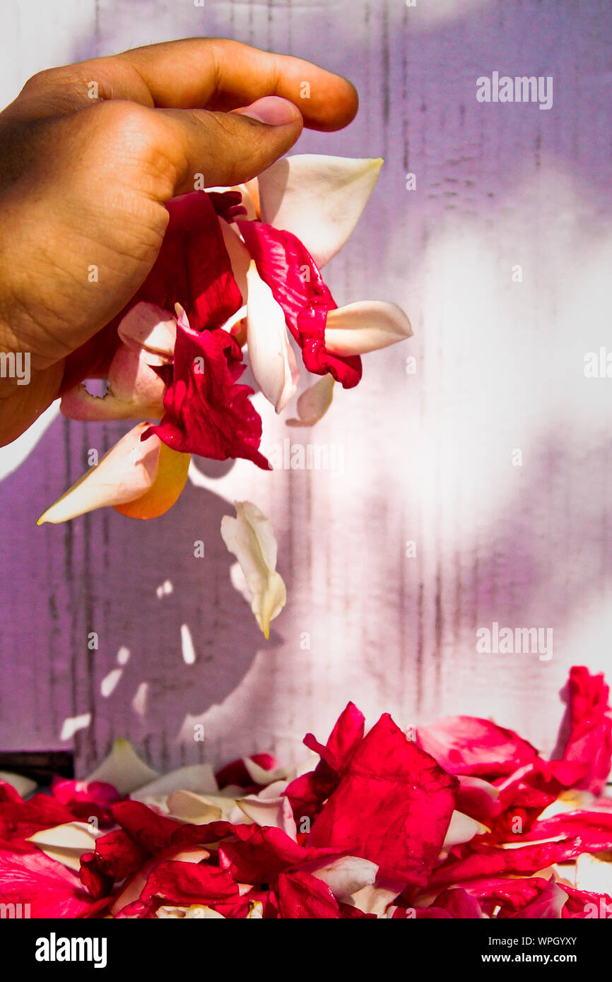 Throwing flower petals hi-res stock photography and images - Alamy