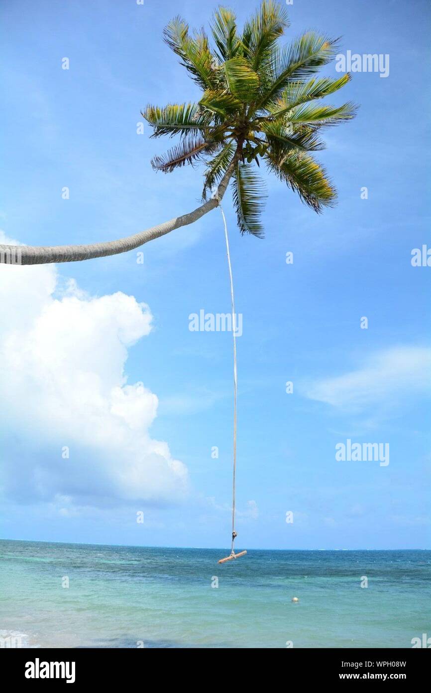Tree Over Water Rope Swing High Resolution Stock Photography and Images ...