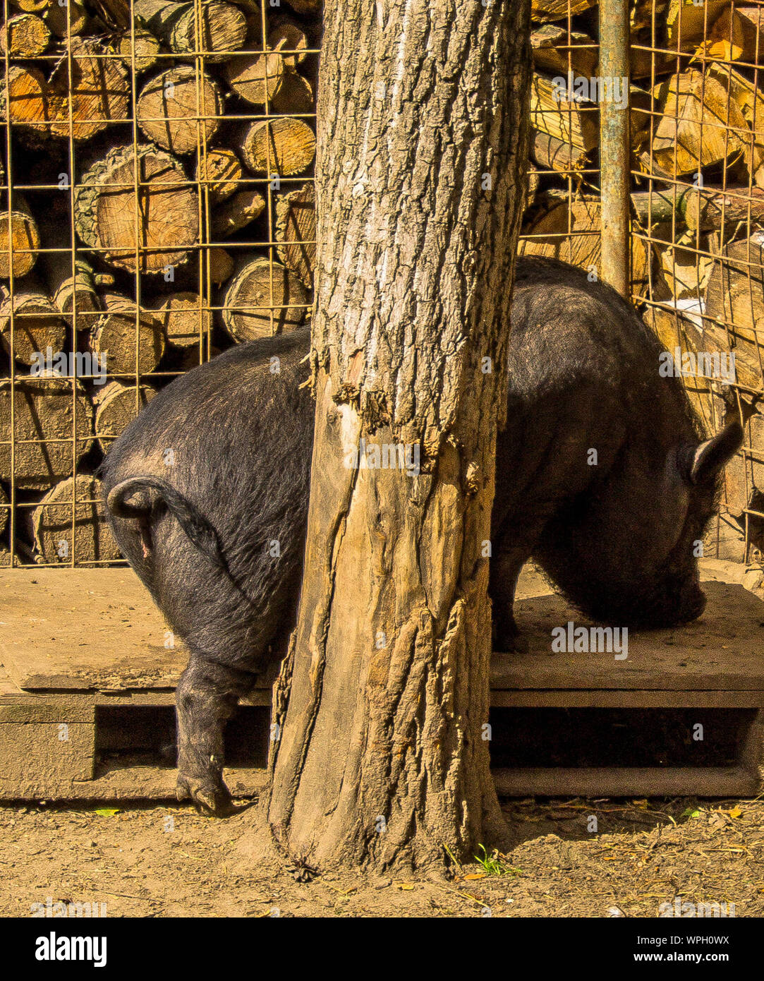 Pig trunk hi-res stock photography and images - Alamy