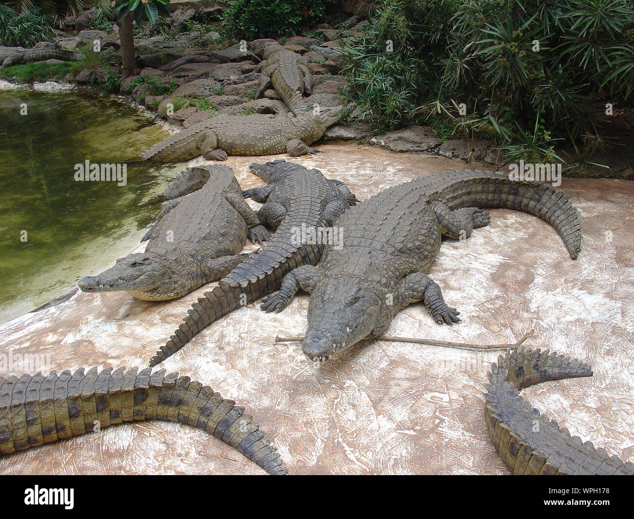 Wildlife Zoo Crocodiles High Resolution Stock Photography and Images ...