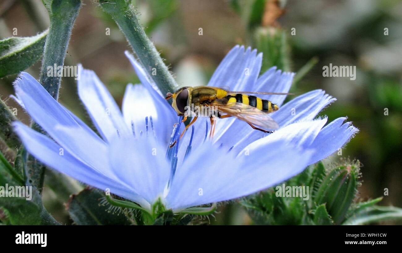 Bee side view hi-res stock photography and images - Alamy