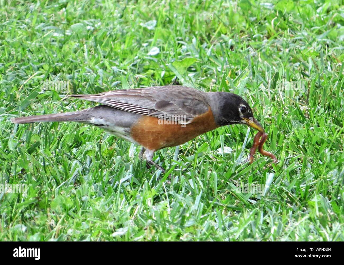 Robin in the grass hi-res stock photography and images - Alamy