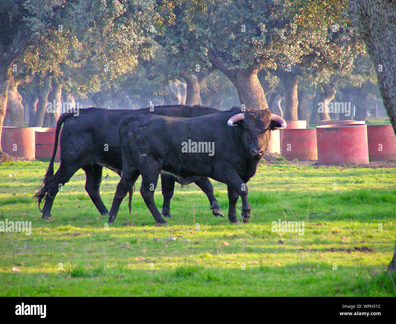 Field Of Bulls High Resolution Stock Photography and Images - Alamy