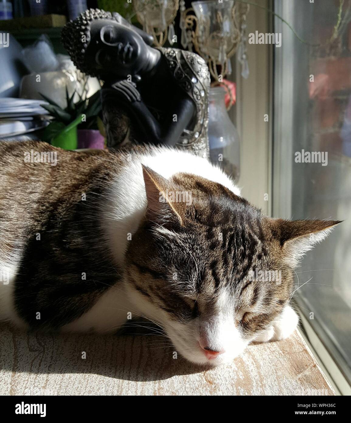 Buddha cat hi-res stock photography and images - Alamy