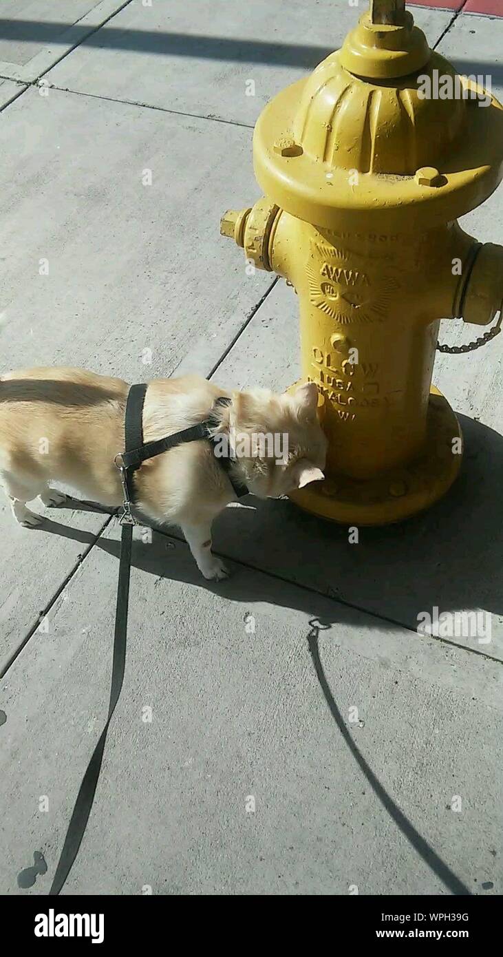 One fire hydrant hi-res stock photography and images - Alamy