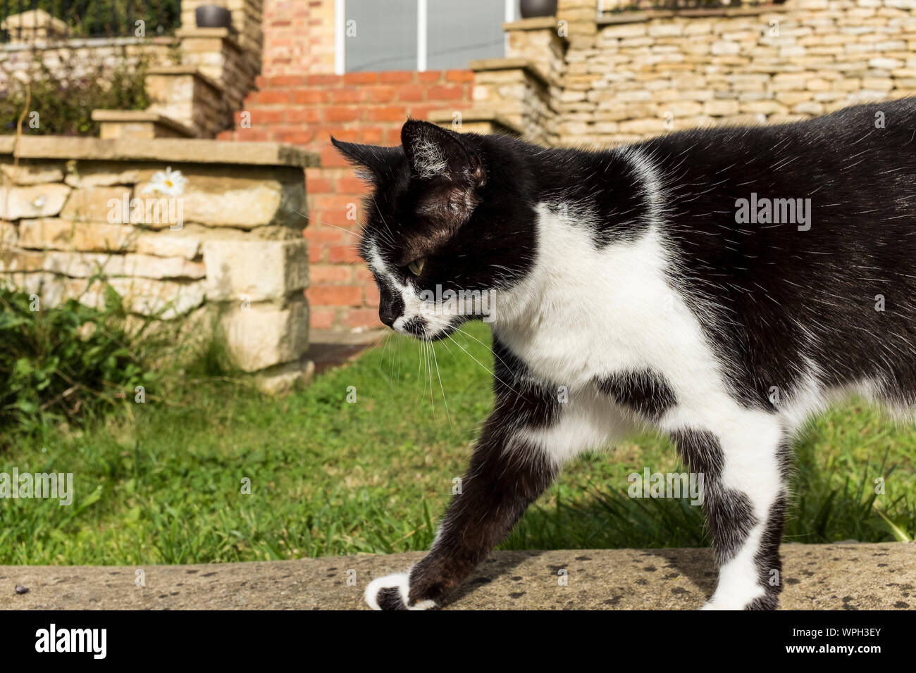 A black and white moggie cat walking on a low wall, UK Stock Photo - Alamy