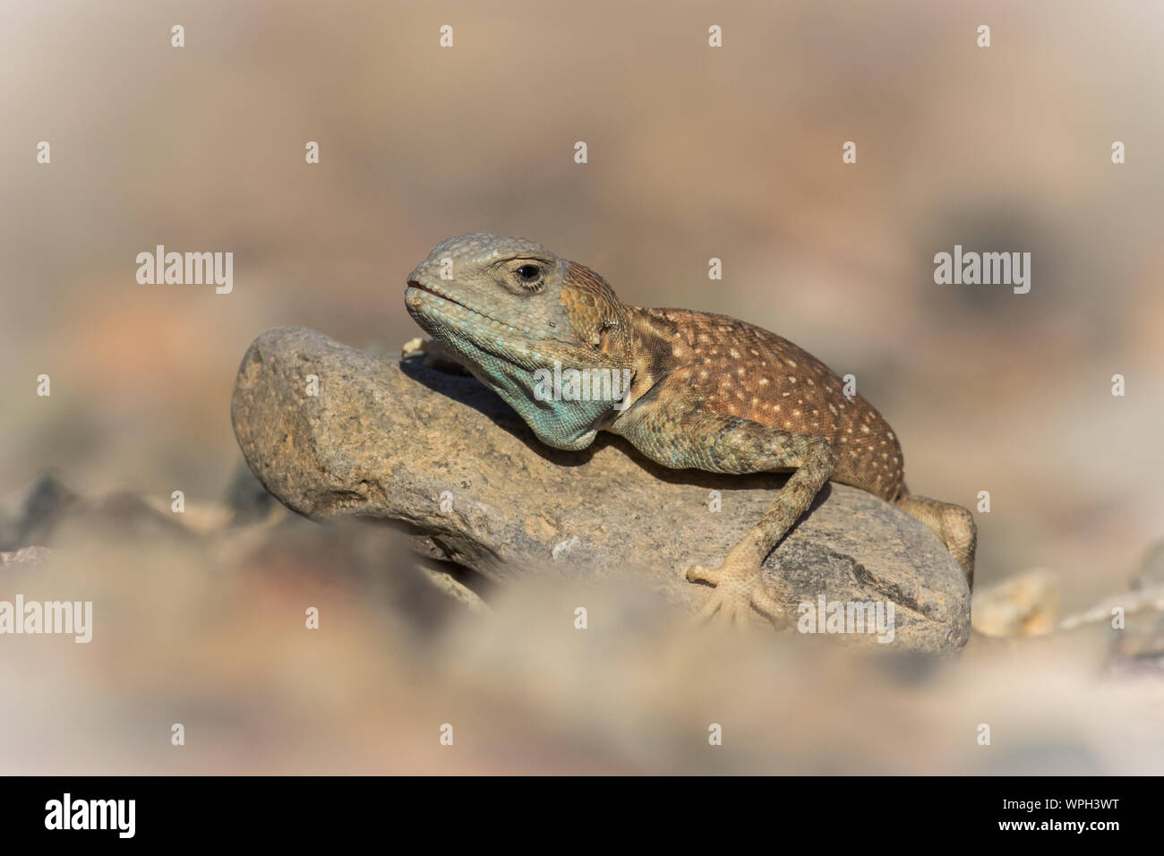 Jordan lizard hi-res stock photography and images - Alamy