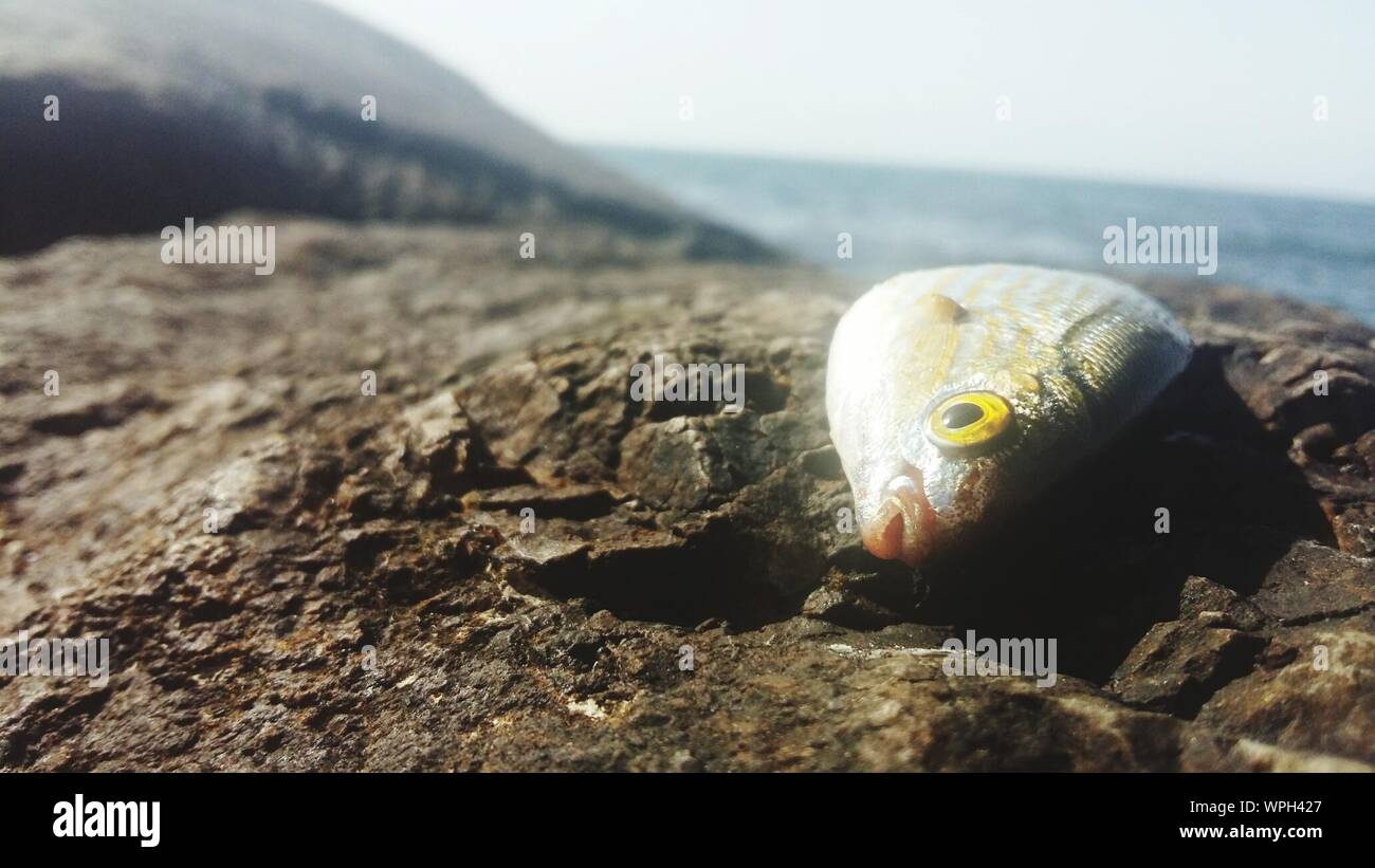 Dead fish on rock hi-res stock photography and images - Alamy