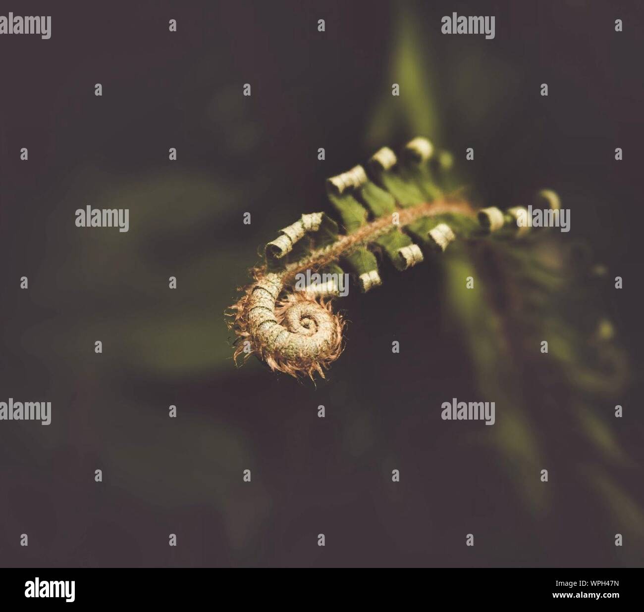Curled Fern Leaf High Resolution Stock Photography and Images - Alamy