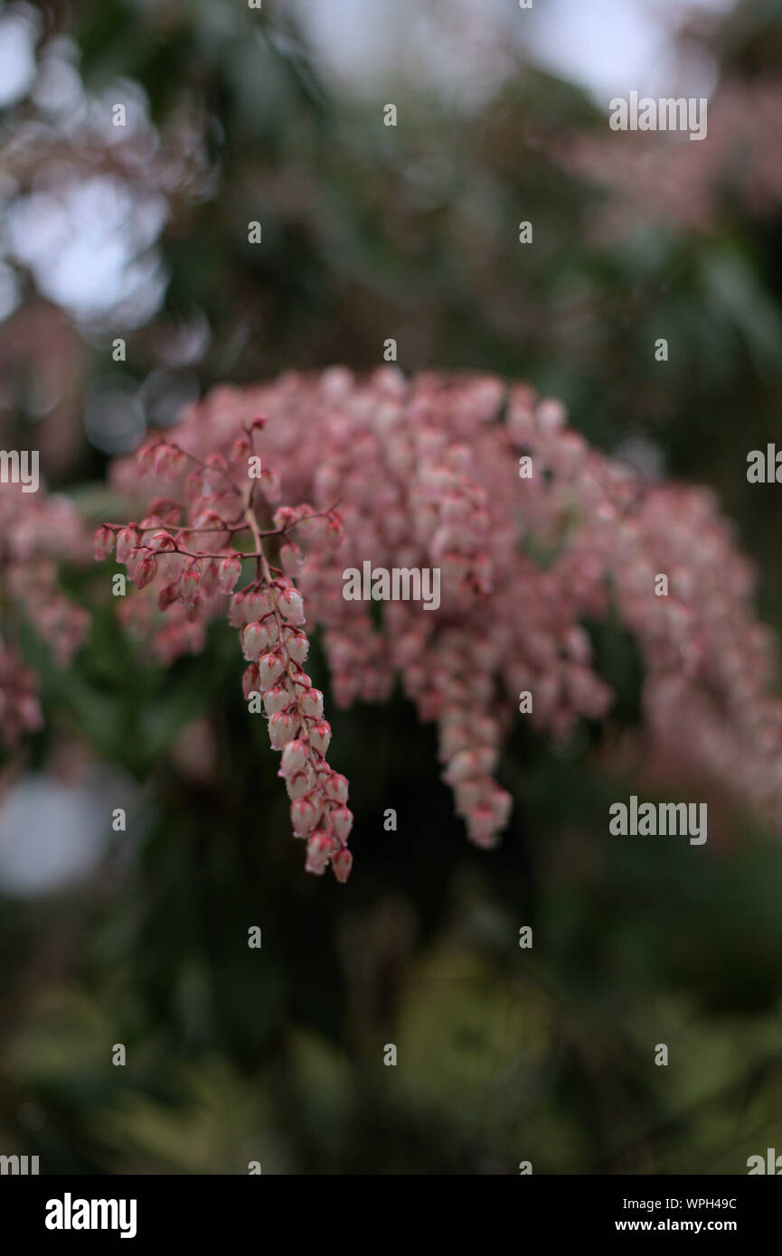 Pieris japonica in bloom hi-res stock photography and images - Alamy