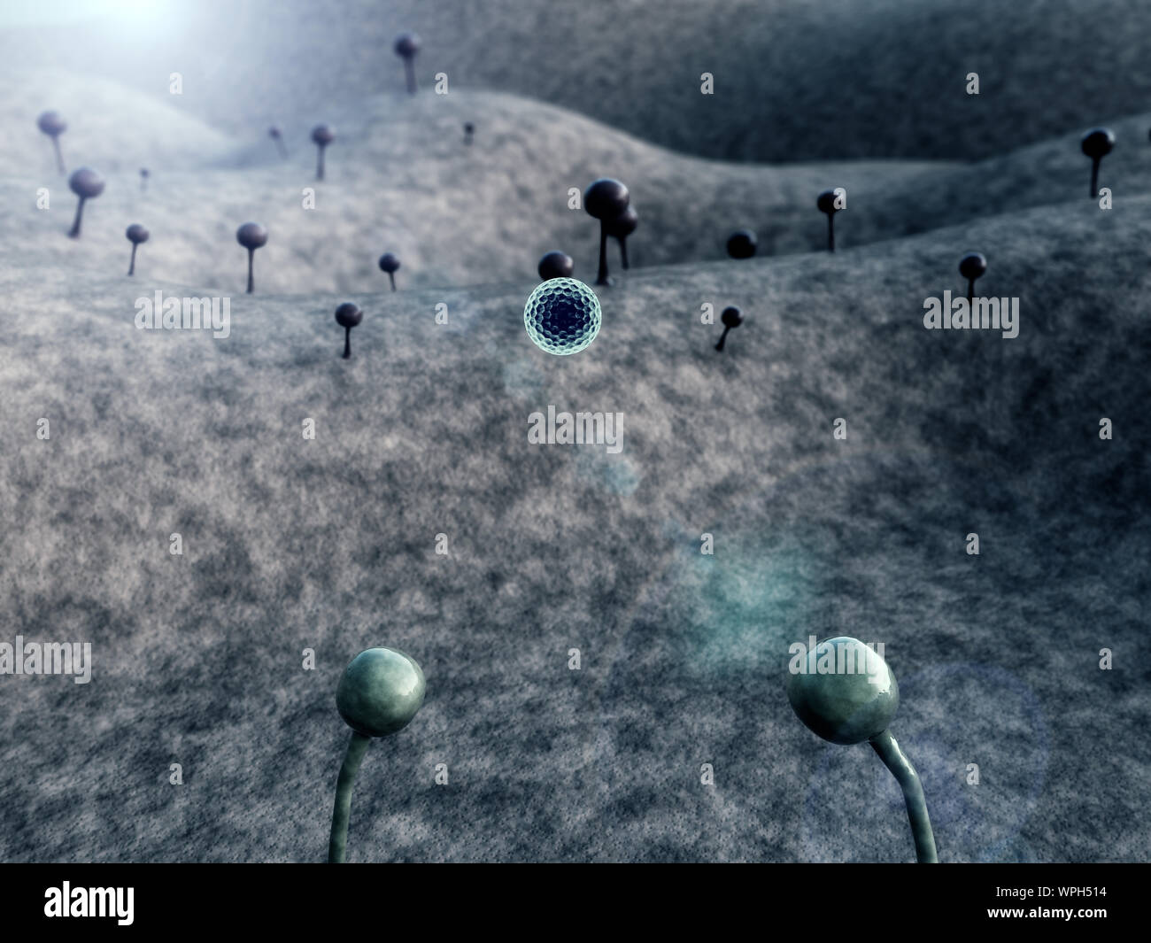 fungus, fungus on the leather surface, landscape of microworld ...
