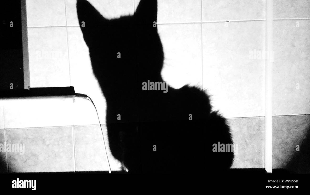 Shadow Of Cat On Wall Stock Photo - Alamy