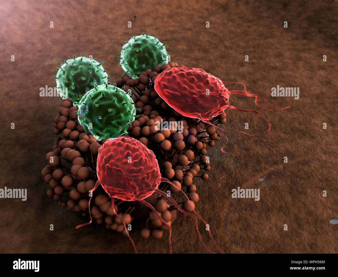 virus and macrophage, T-lymphocytes attack colony of fungi, lymphocytes ...