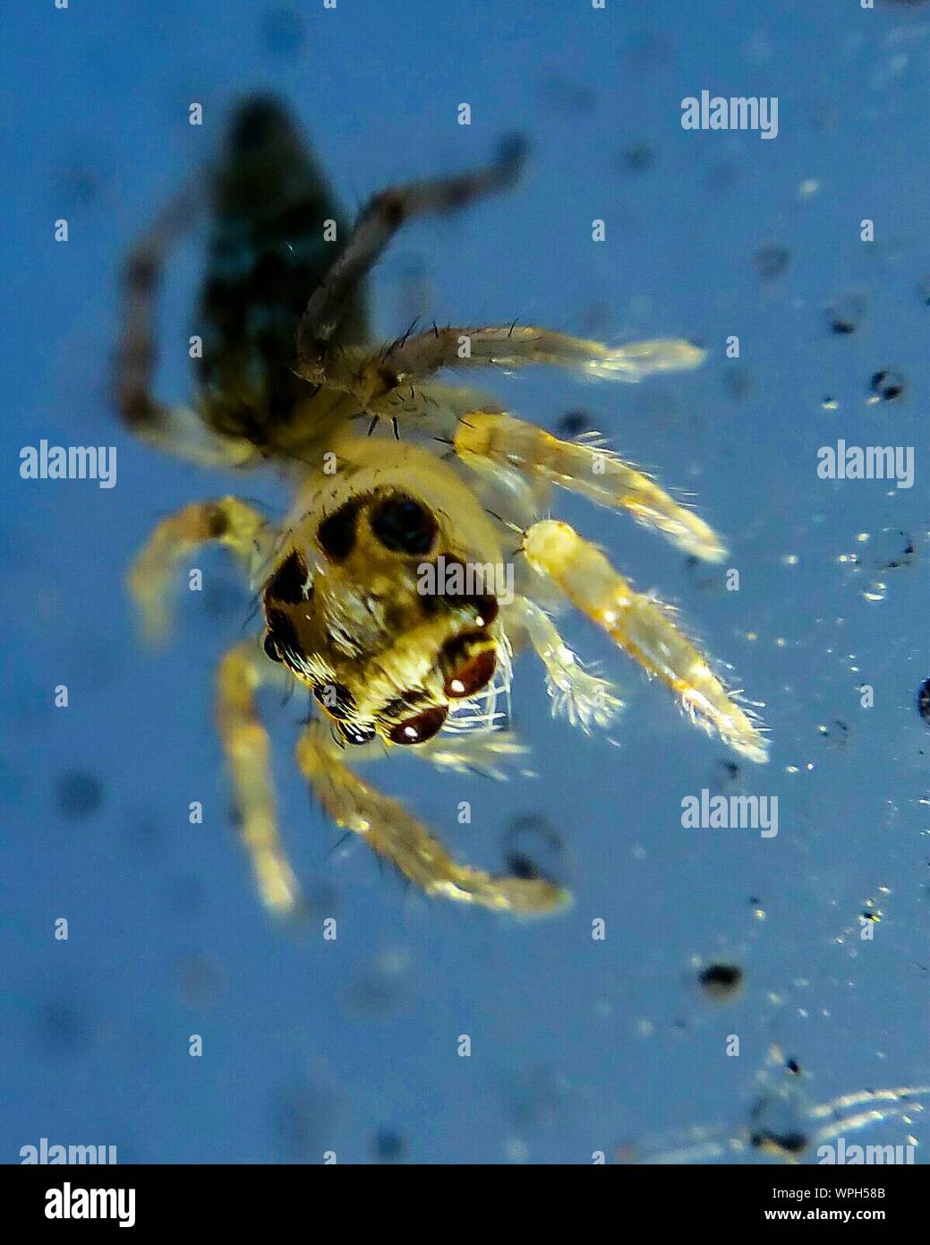 Blue jumping spider hi-res stock photography and images - Alamy