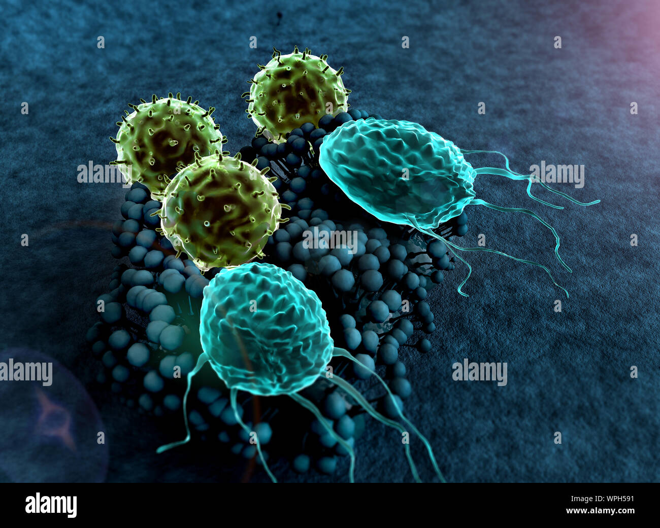 virus and macrophage, T-lymphocytes attack colony of fungi, lymphocytes ...