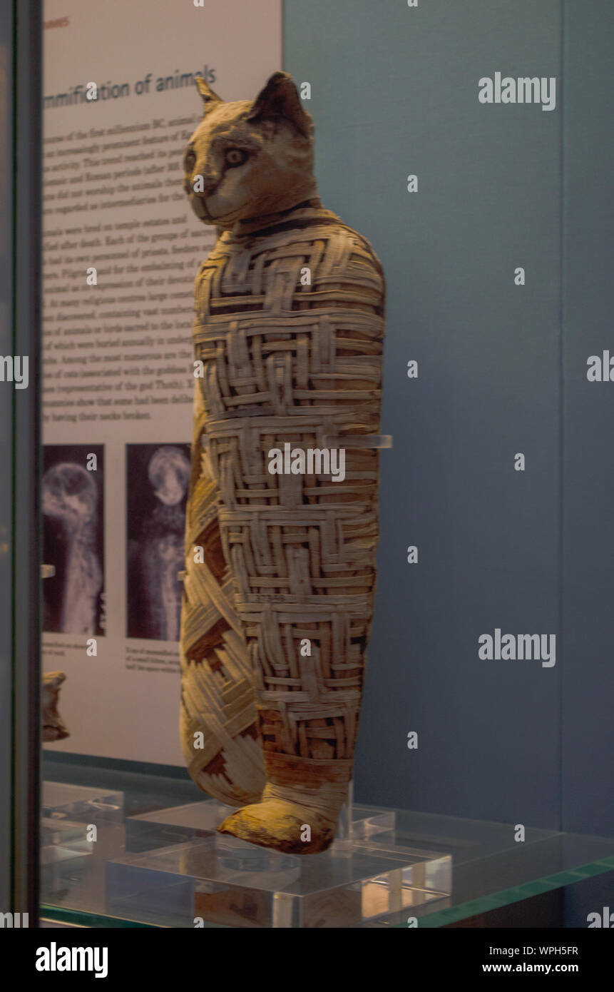 Cat mummy egypt hi-res stock photography and images - Alamy