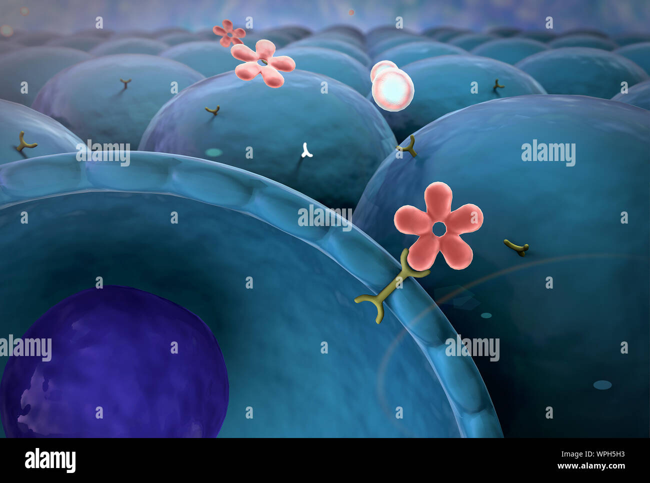 insulin, glucose, cell, glucose, Human Insulin, structure of the ...
