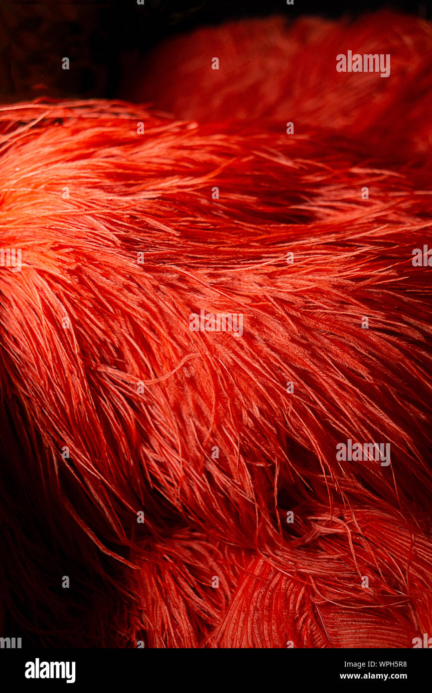 Beautiful colour and texture of a red feathered boa Stock Photo - Alamy