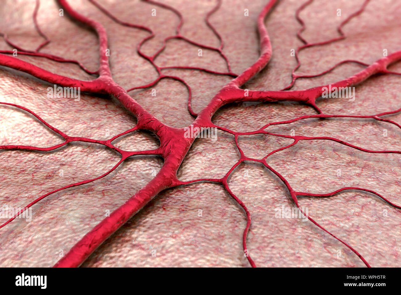 blood loss, human circulatory system, Capillary disease Stock Photo - Alamy