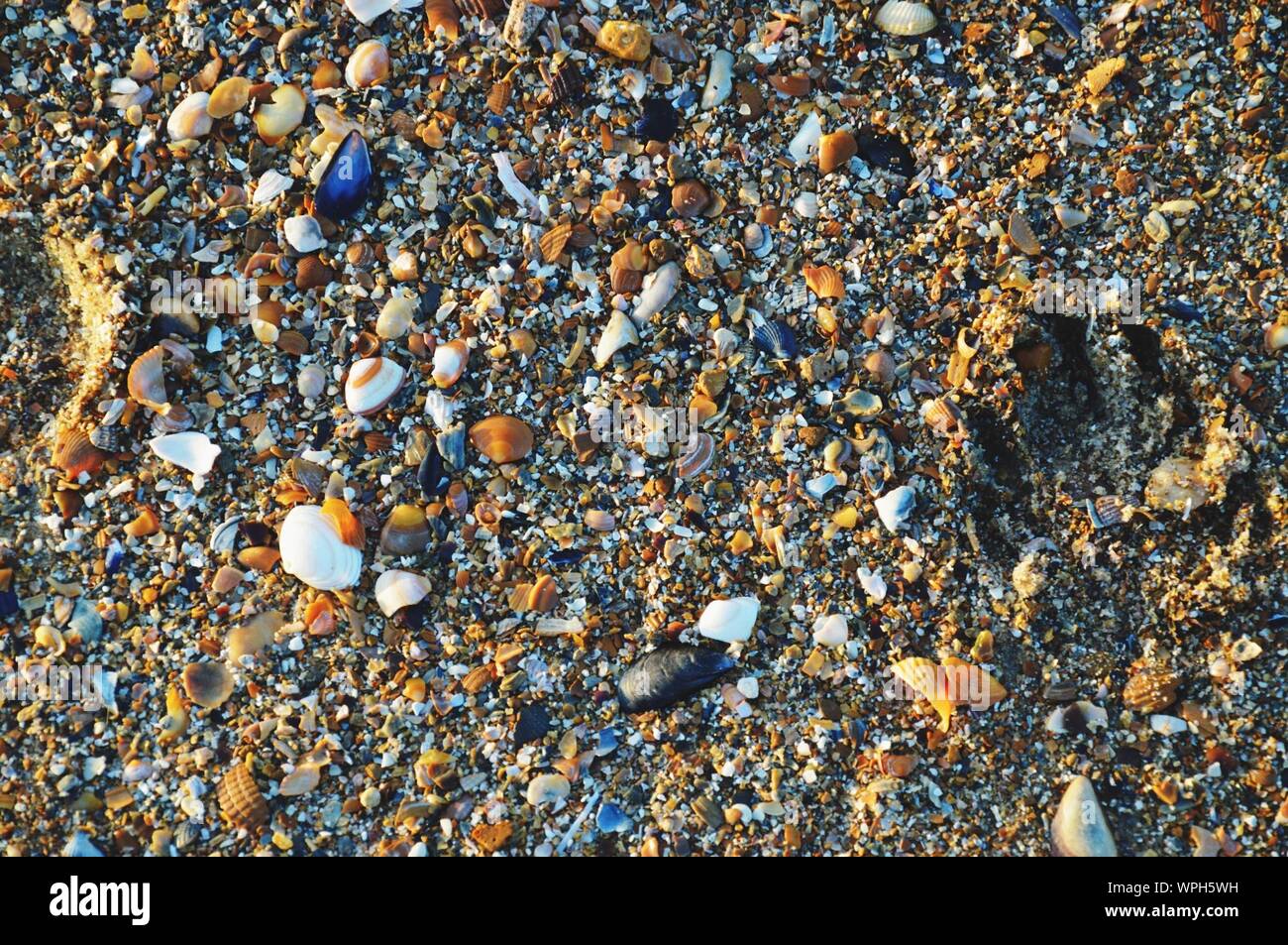All broken shells hi-res stock photography and images - Alamy