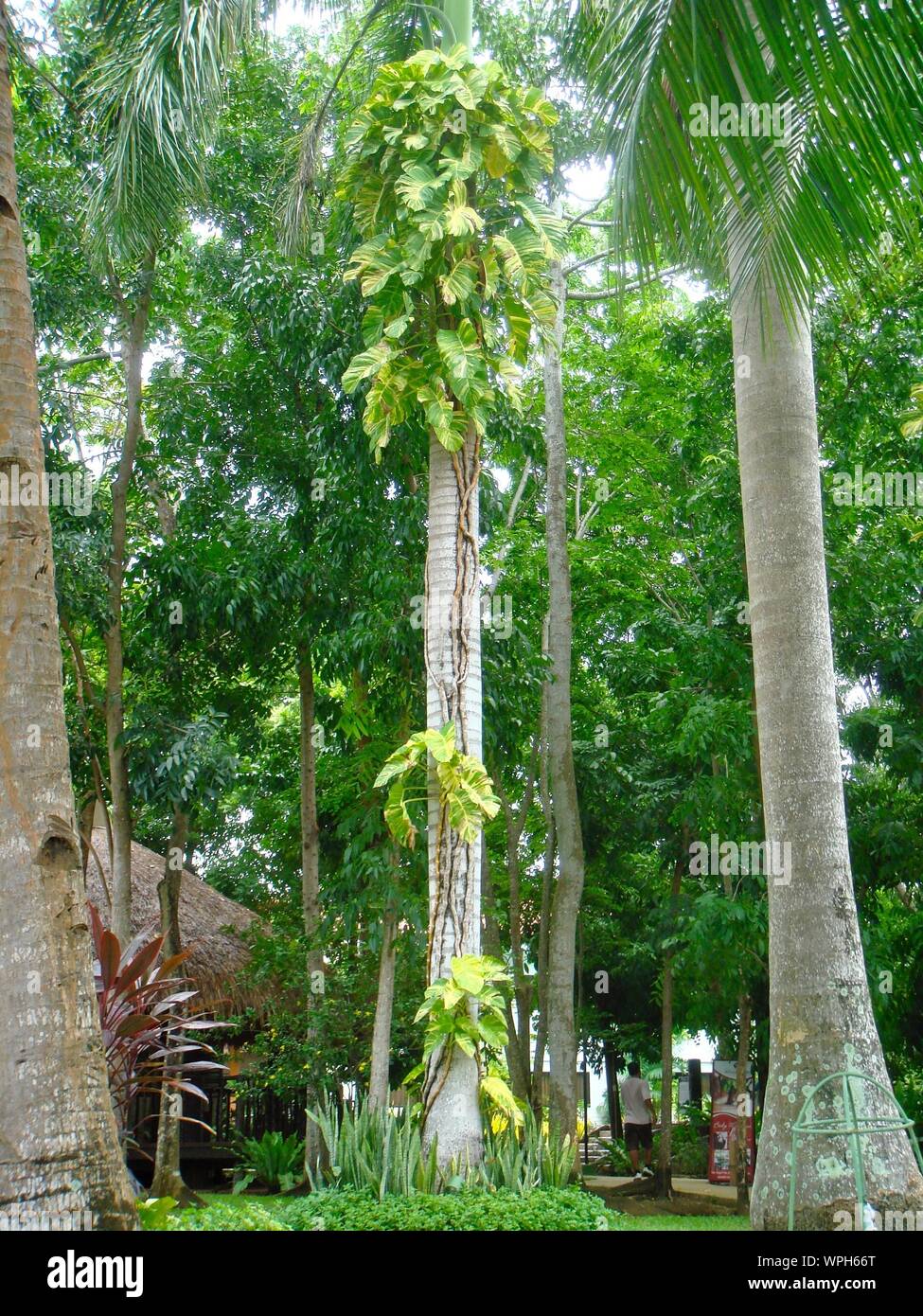 Palm trees and trunks hi-res stock photography and images - Alamy