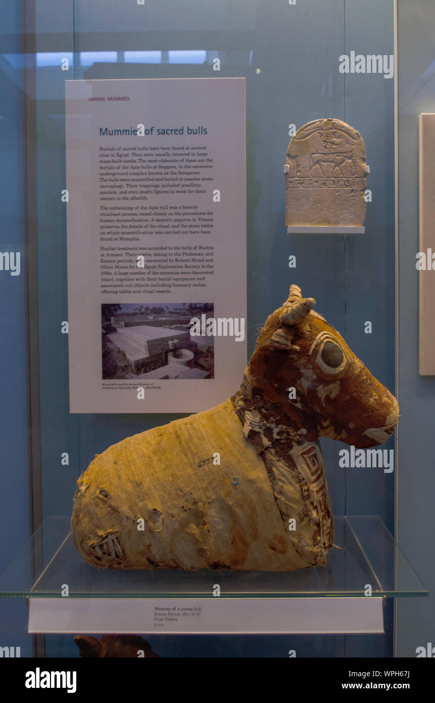 Egyptian Mummy of Sacred Young Bull | British Museum Stock Photo - Alamy