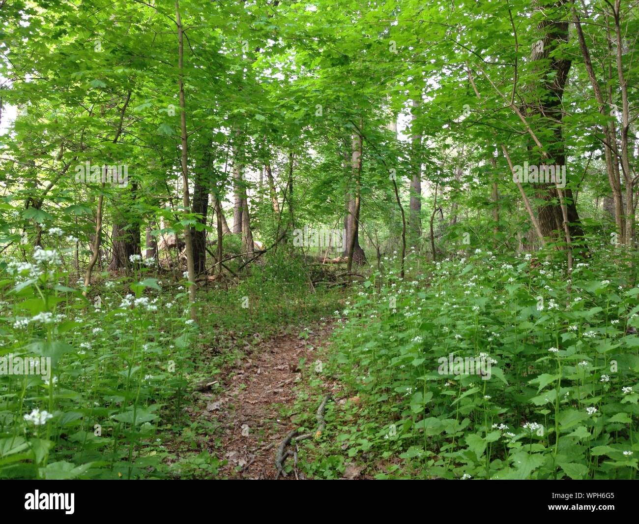 Opening in forest hi-res stock photography and images - Alamy