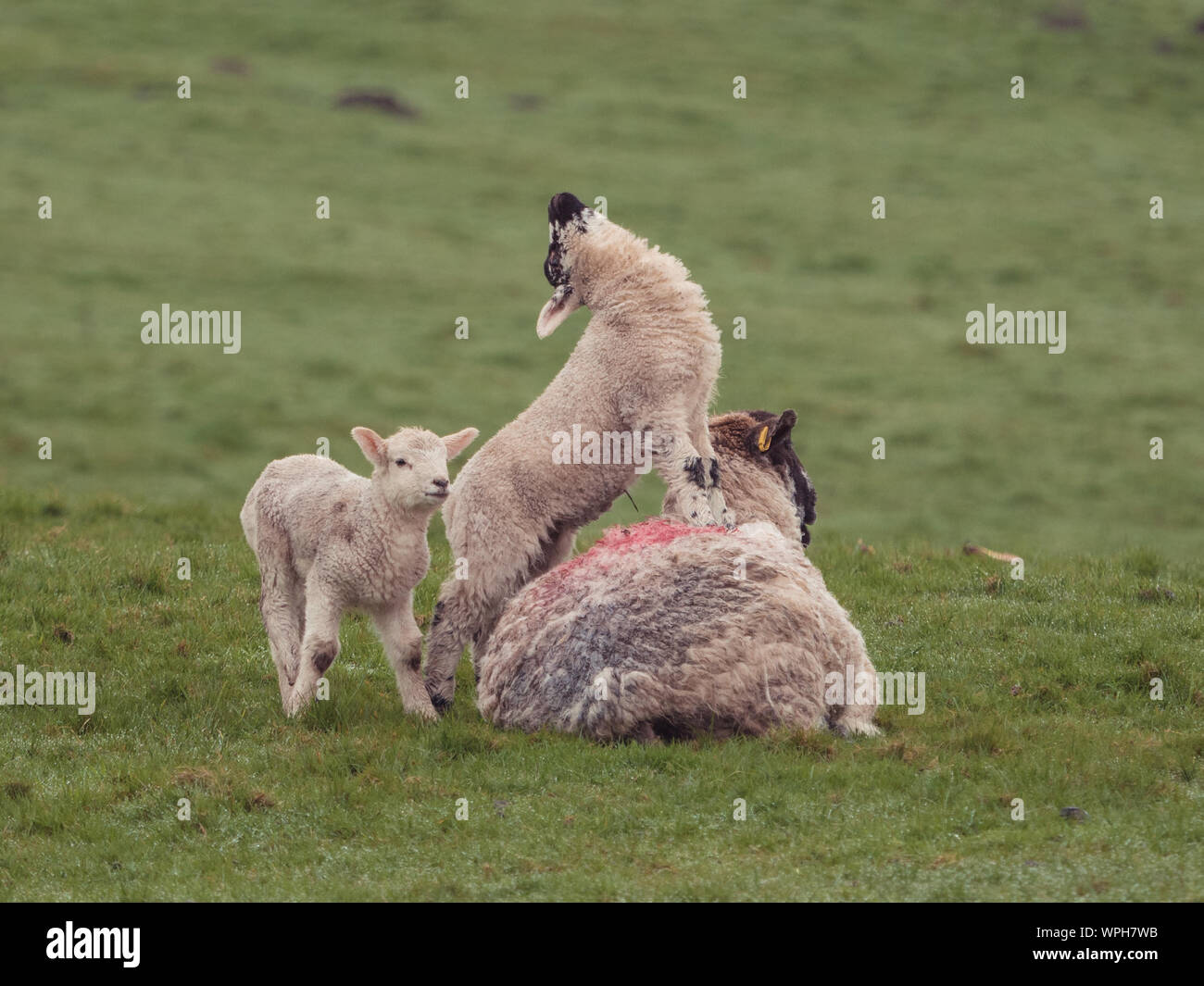 Three lying sheep hi-res stock photography and images - Alamy