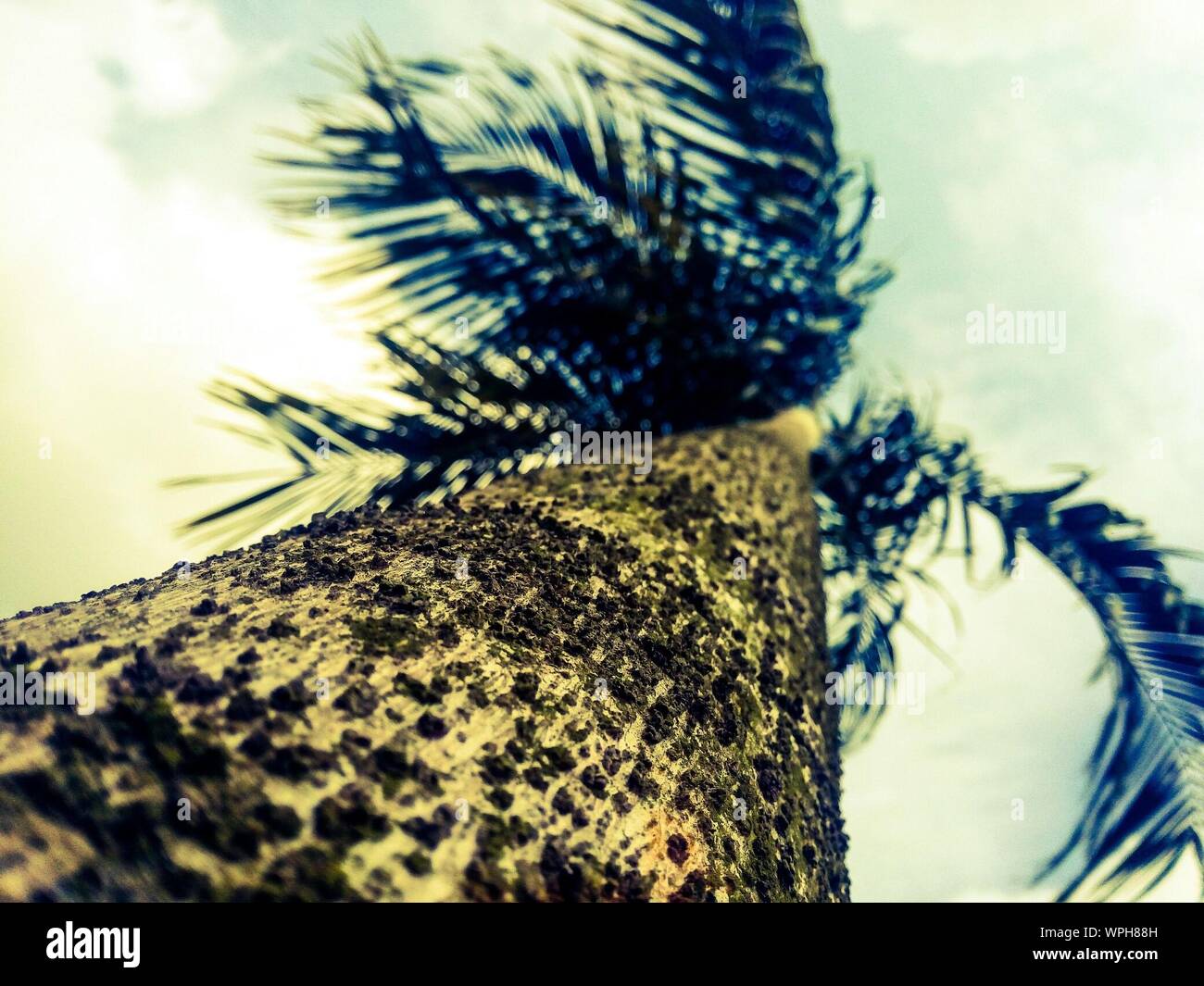 Below tall tree hi-res stock photography and images - Alamy