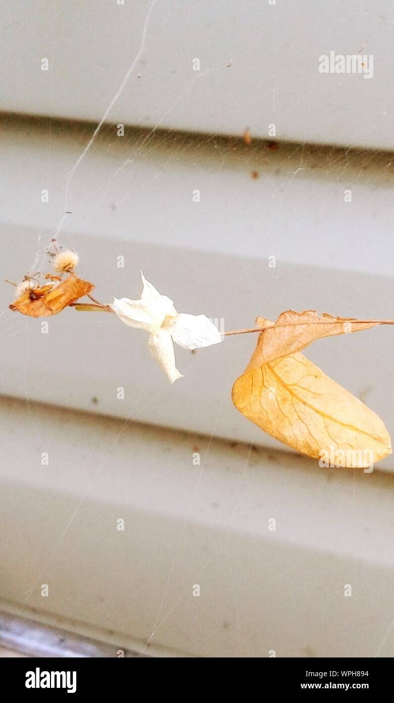 Stuck in web hi-res stock photography and images - Alamy