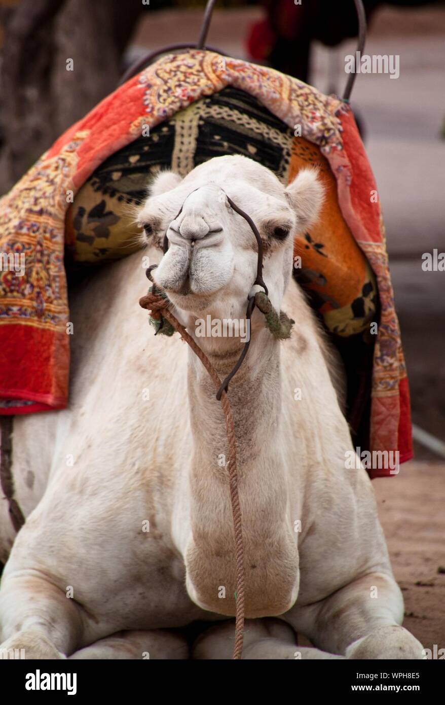 White Camel High Resolution Stock Photography and Images - Alamy