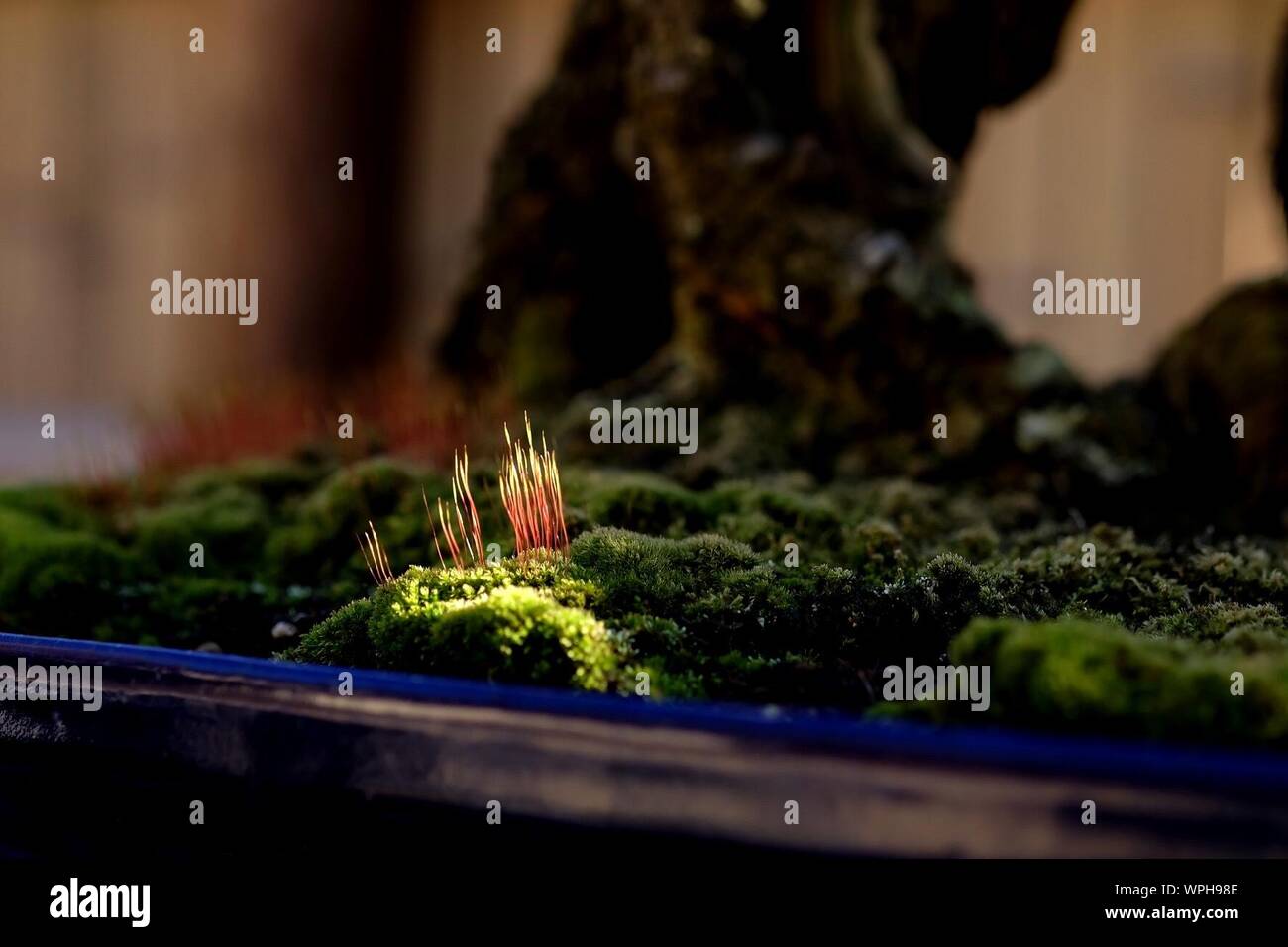 Close up bonsai tree hi-res stock photography and images - Alamy