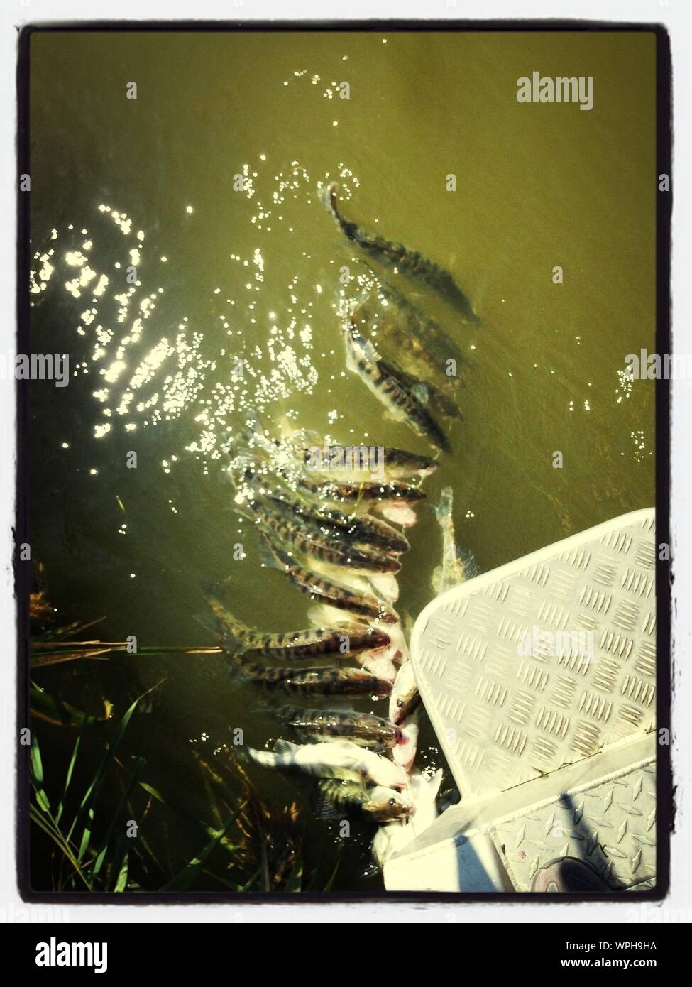 Commercial fish net hi-res stock photography and images - Alamy
