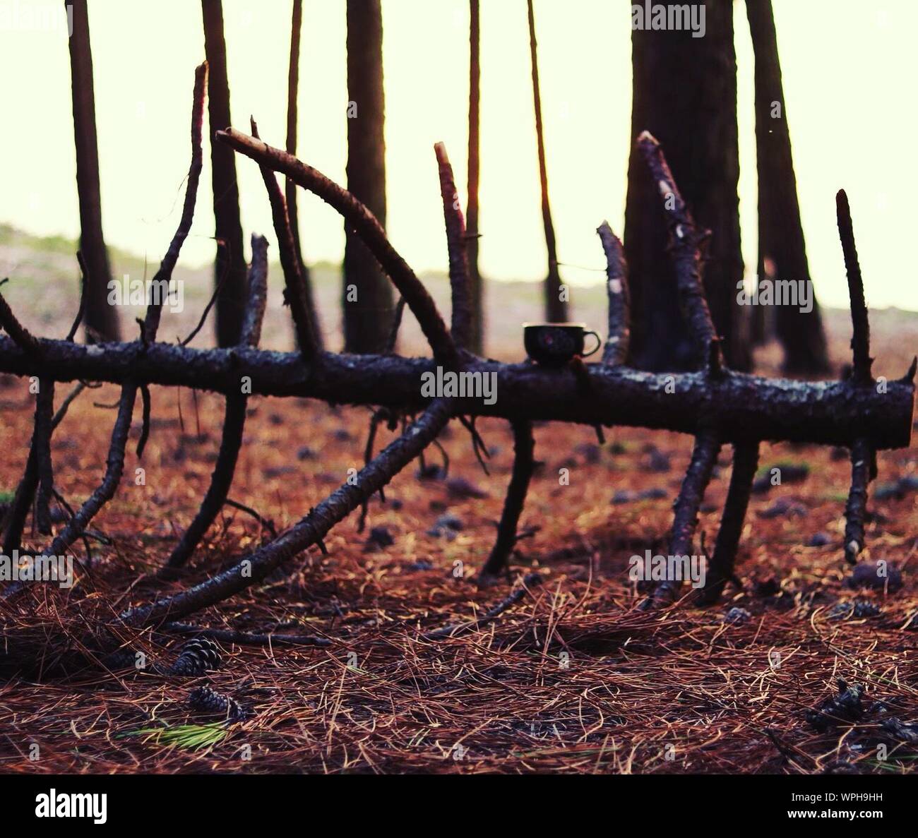 Straw trunk hi-res stock photography and images - Alamy