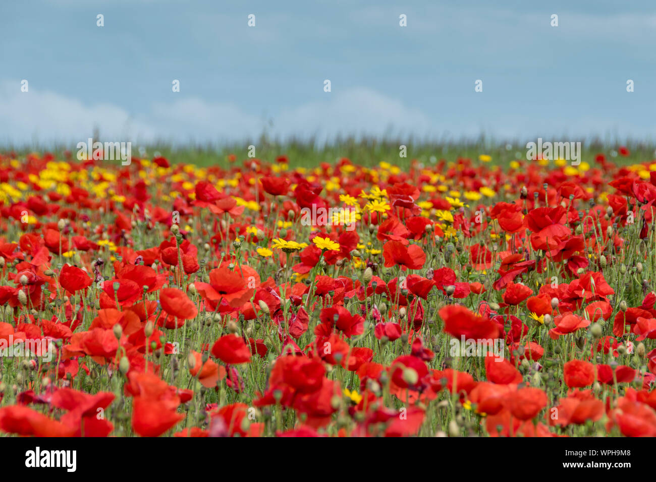 Poppies in the wildflower meadows of West Pentire, Cornwall Stock Photo ...