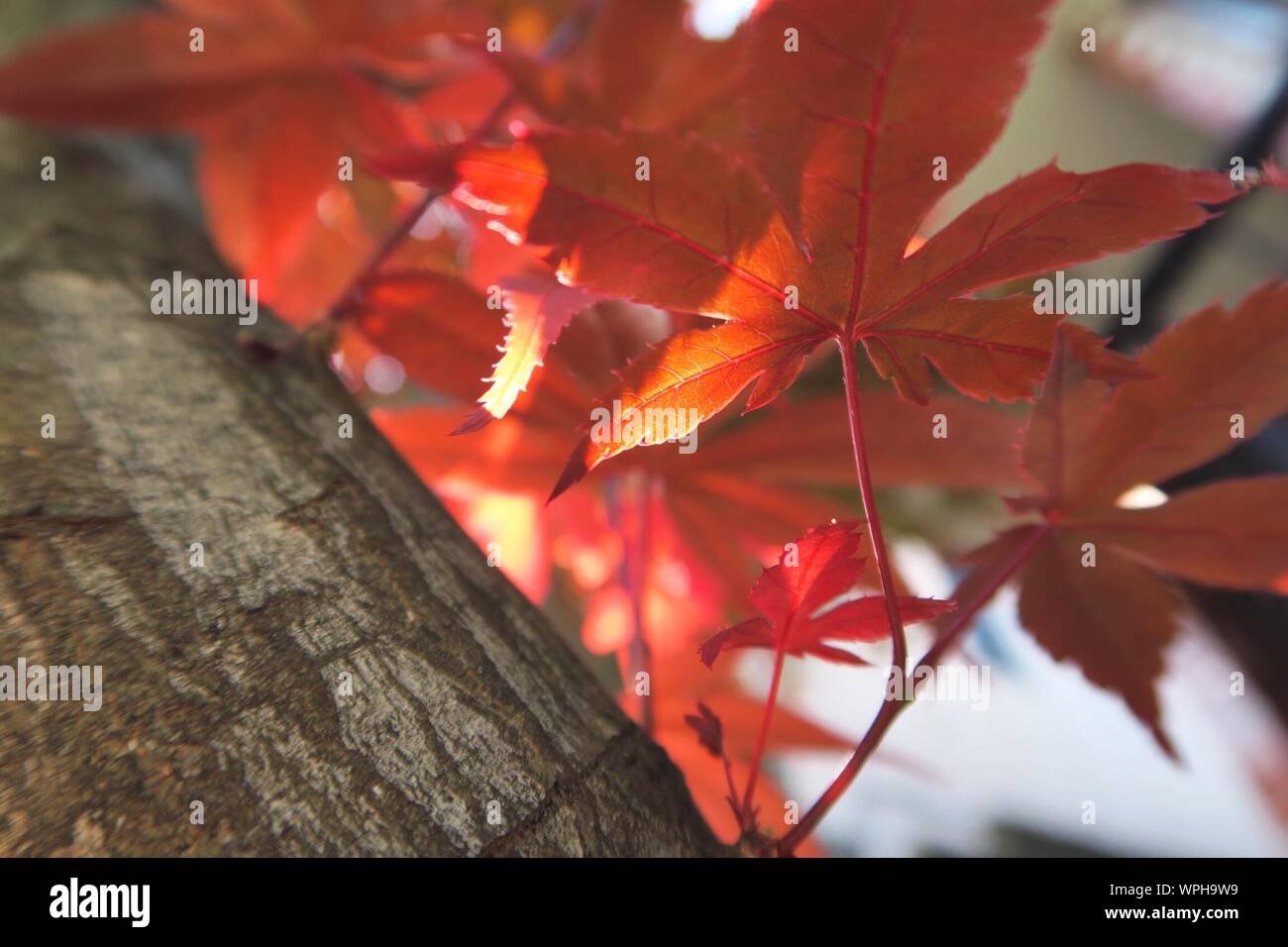 Maple changing color hi-res stock photography and images - Alamy