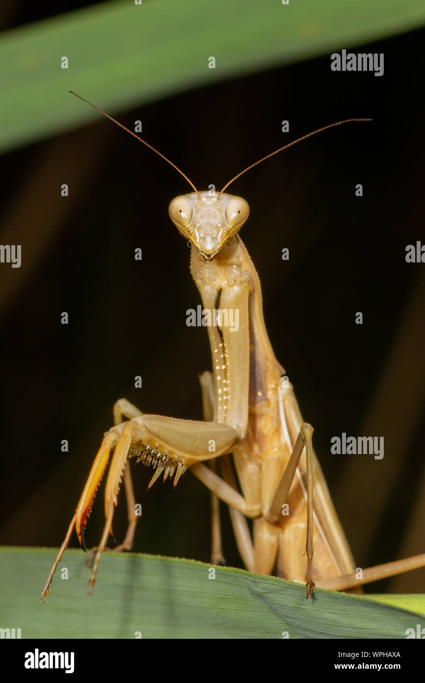 Wildlife in Sardinia, Sardegna, Italy Stock Photo - Alamy