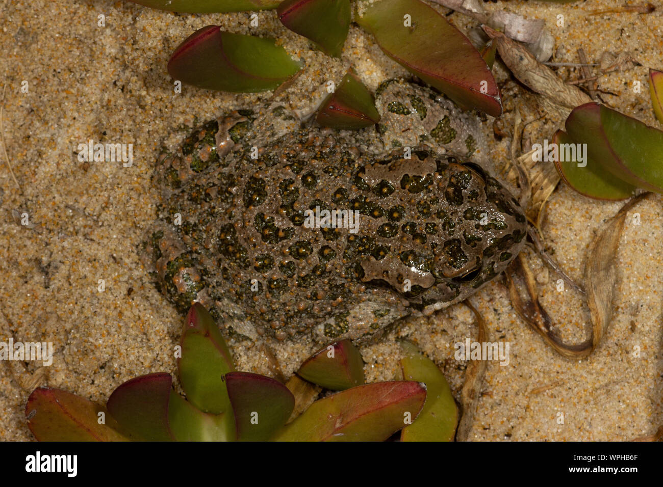 European Green Toad (Bufotes viridis) located on a sandy beach ...