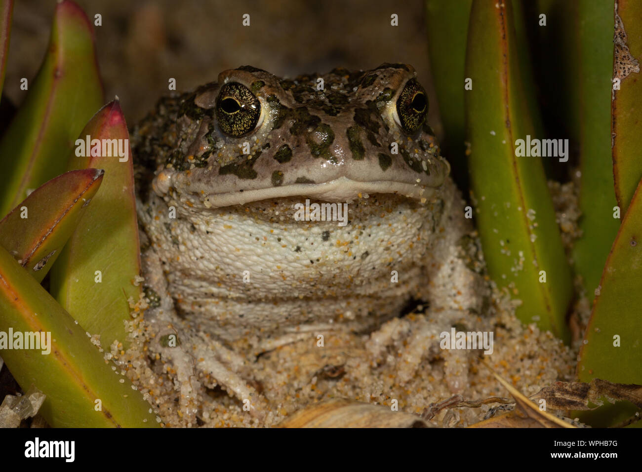 Italy species hi-res stock photography and images - Alamy