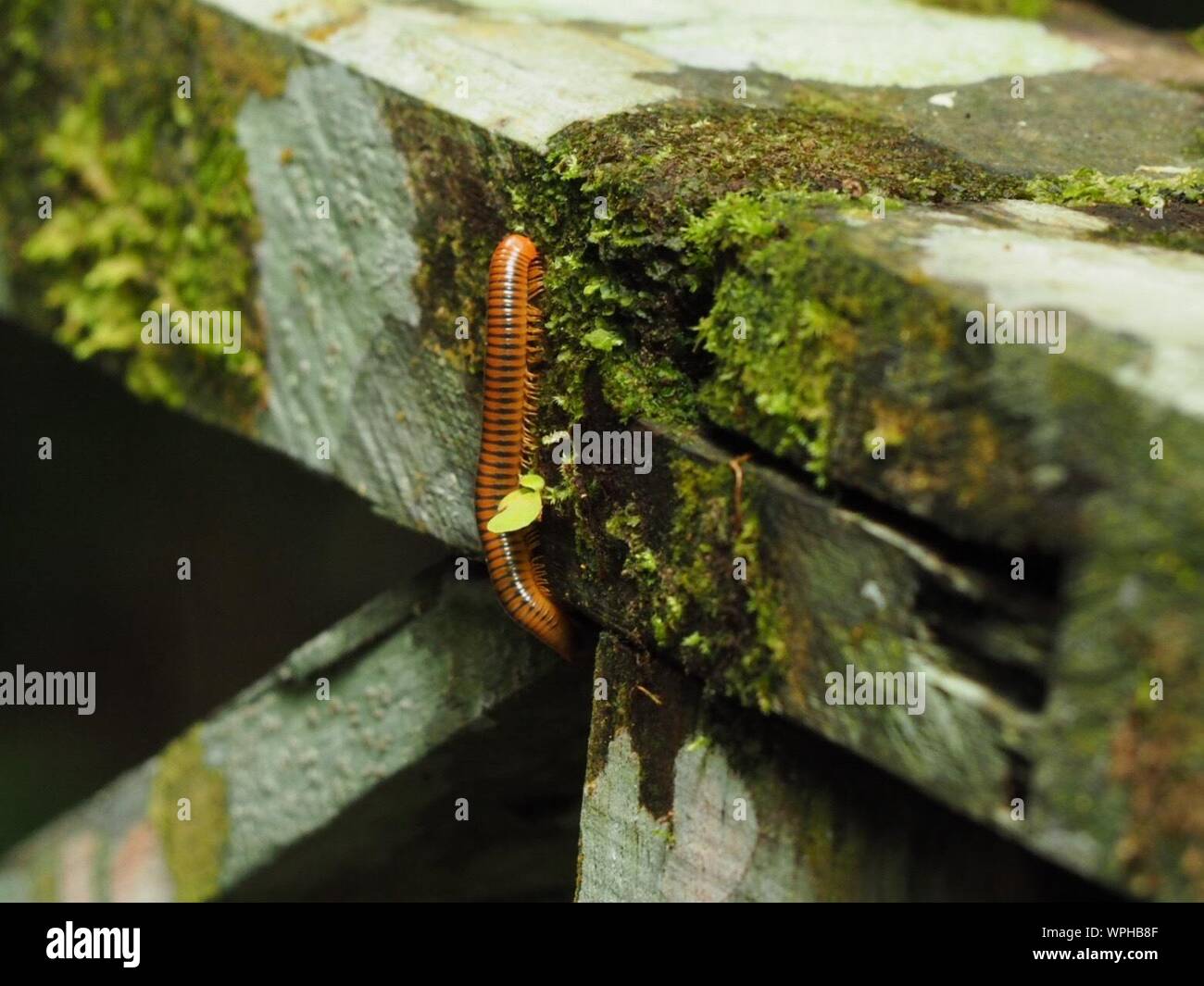 Moss structure hi-res stock photography and images - Alamy