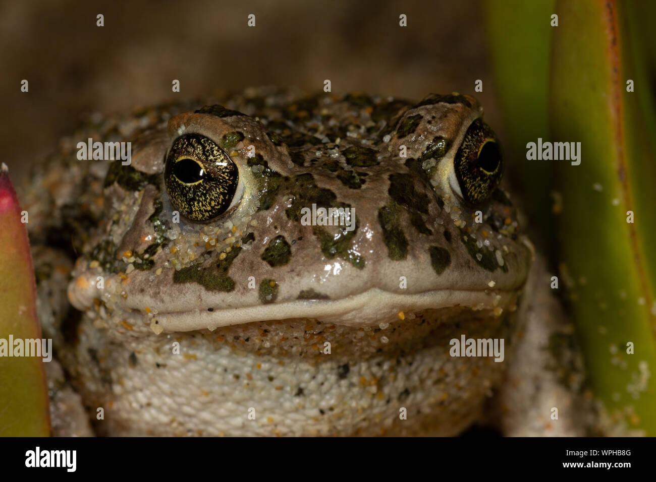 European Green Toad (Bufotes viridis) located on a sandy beach ...