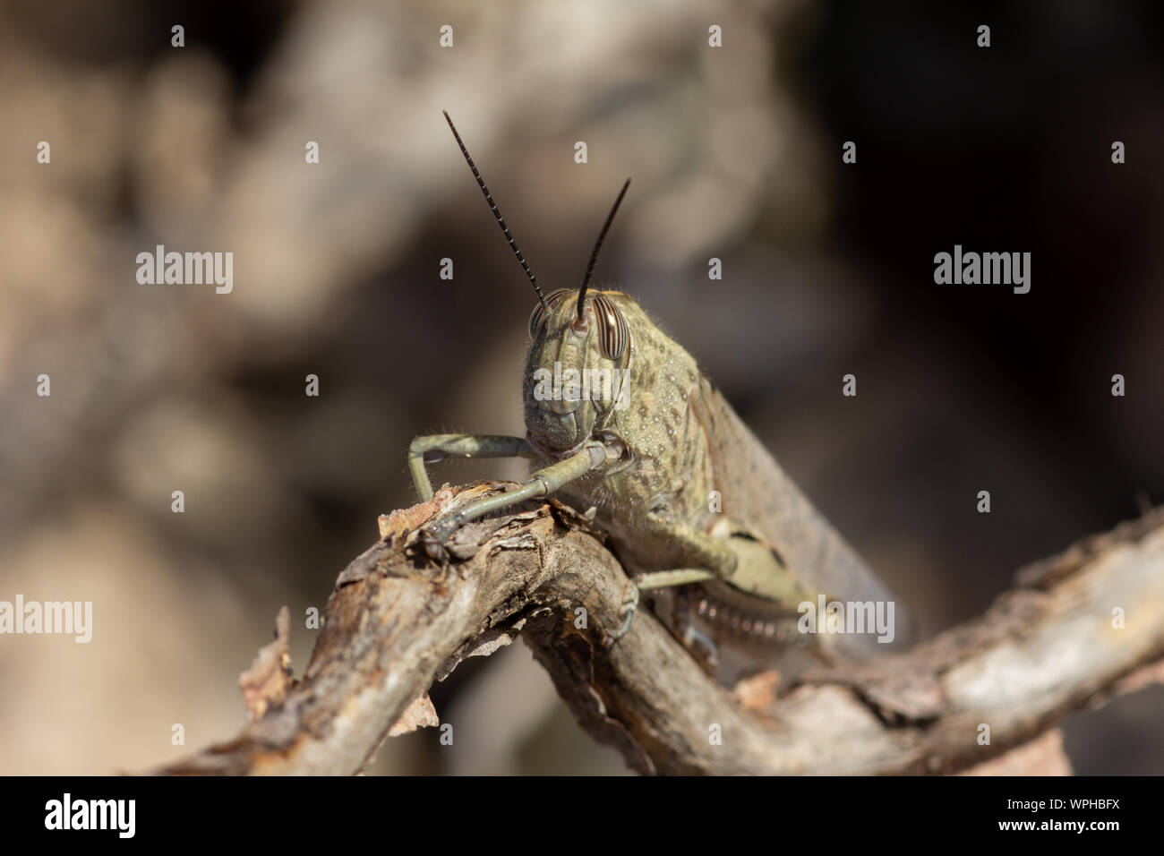 Wildlife in Sardinia, Sardegna, Italy Stock Photo - Alamy