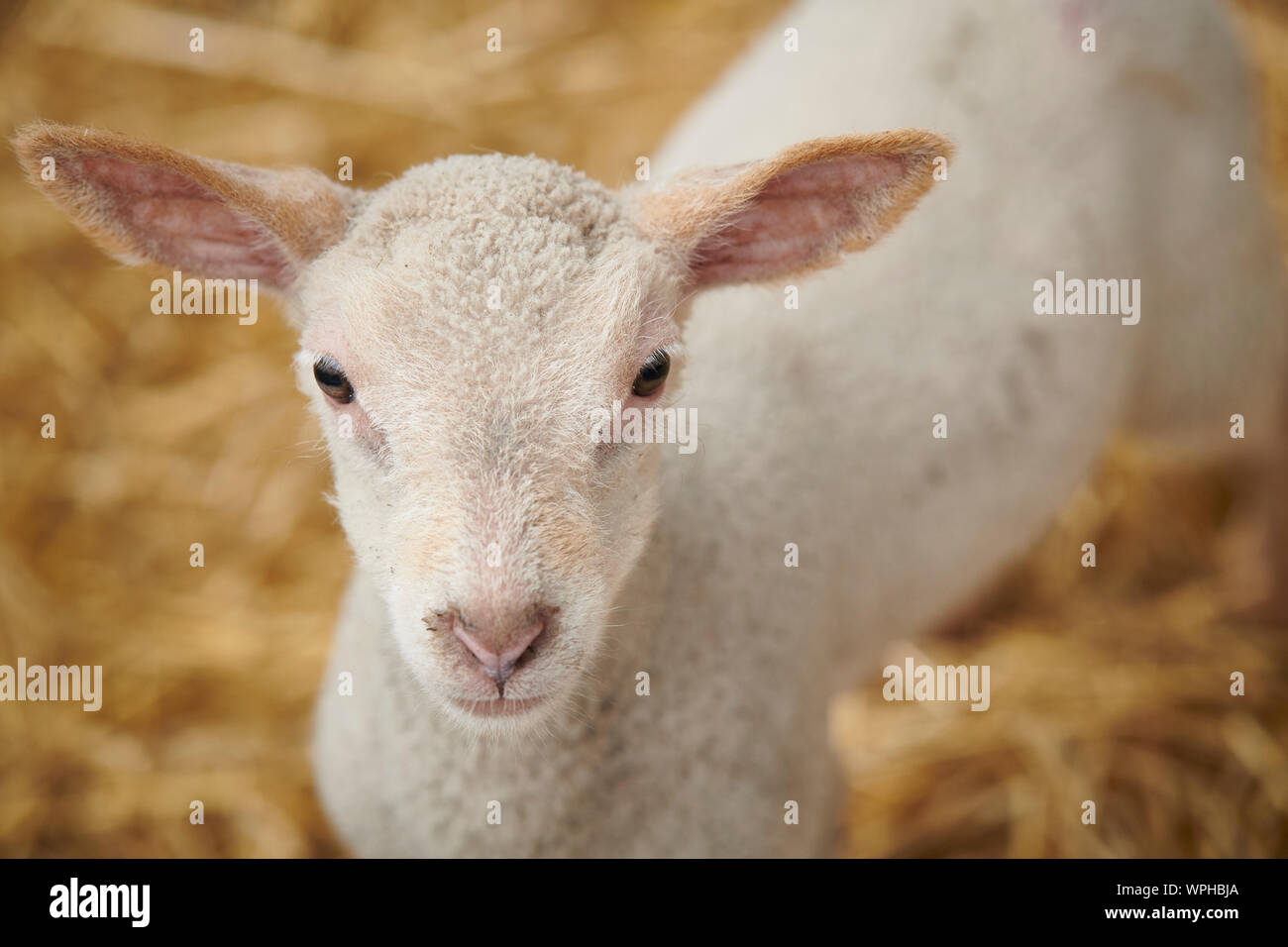 Baa baa lamb hi-res stock photography and images - Alamy