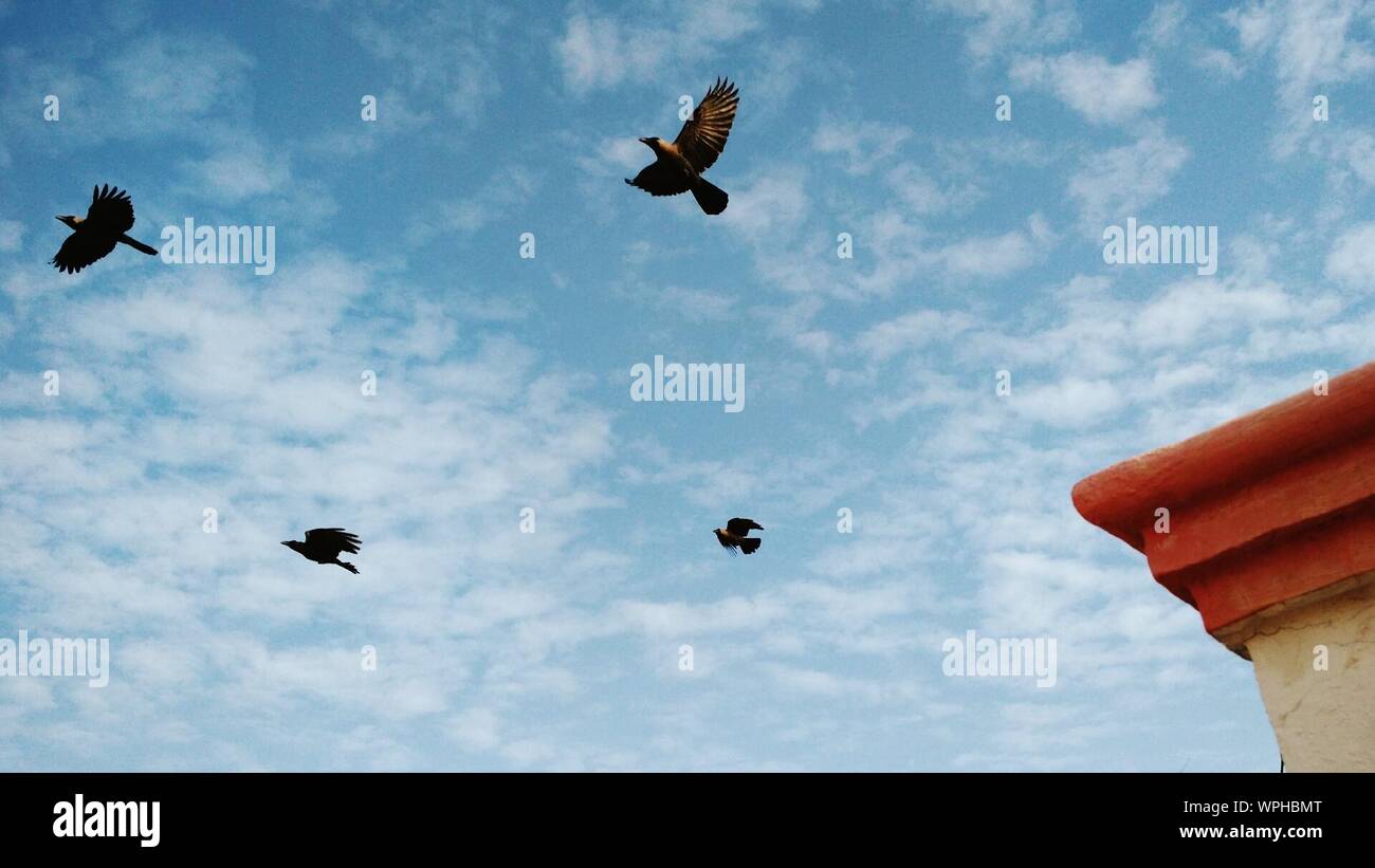 Crows flying hi-res stock photography and images - Alamy